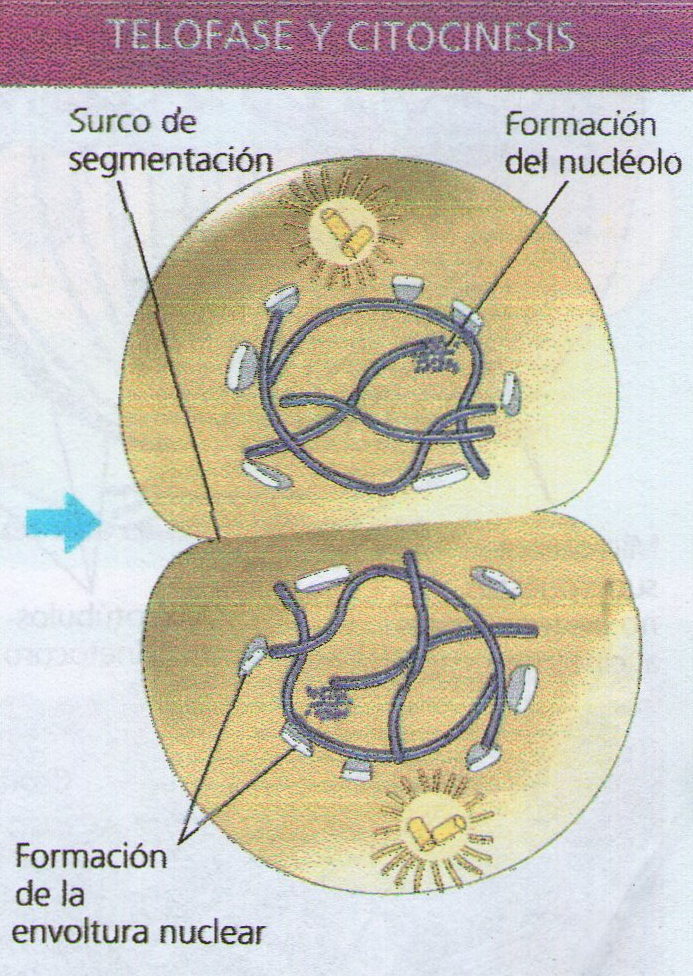 LA ERA MÁS APASIONANTE DE LA BIOLOGÍA: MITOSIS