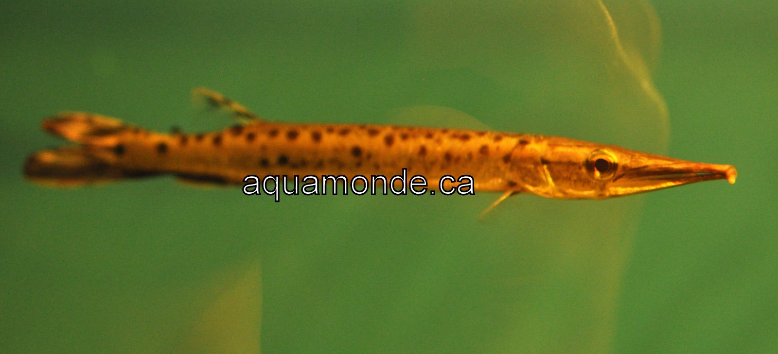 AQUAMONDE: Boulengerella Maculata. Spotted Pike-Characin