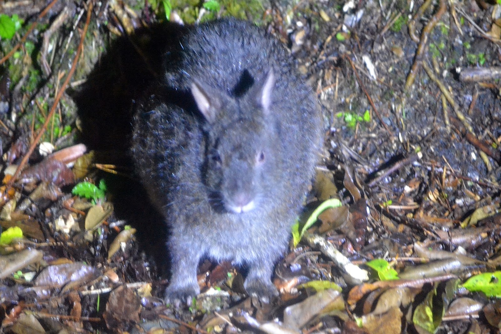 Birding in Japan: Amami Oshima Night Tour