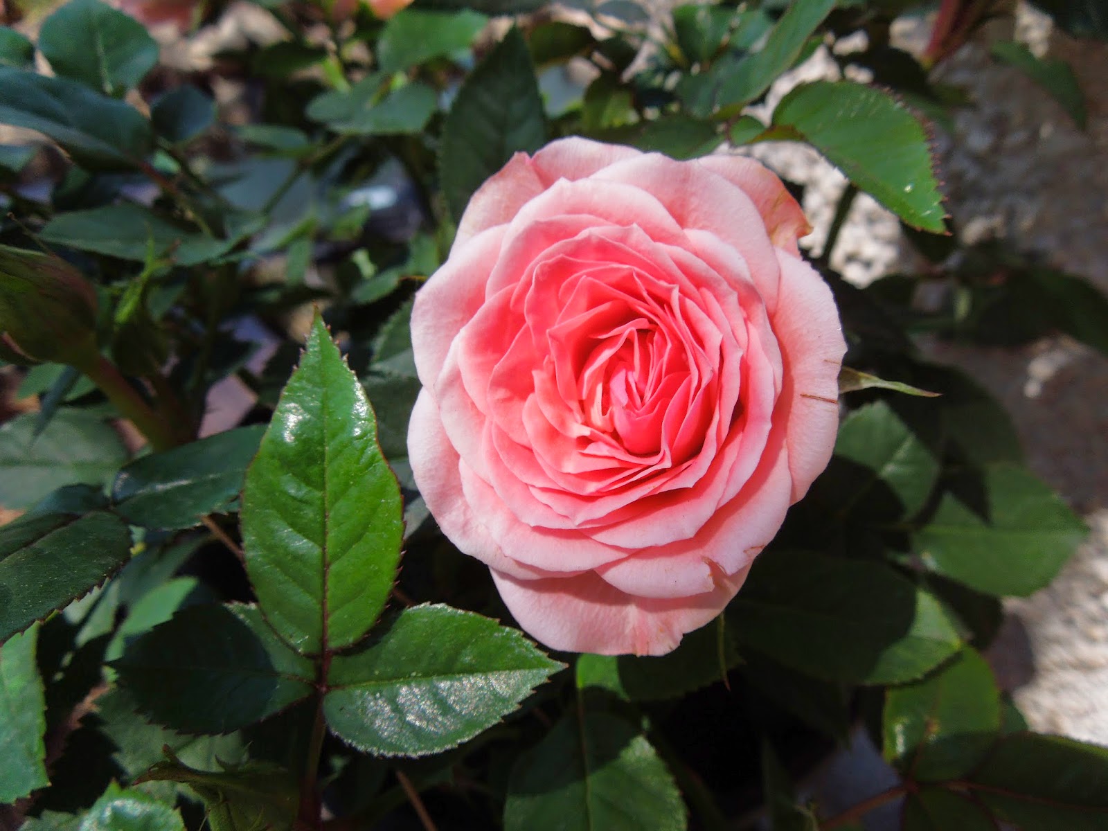 ROSAS MINIATURA - BOTÀNIC SERRAT