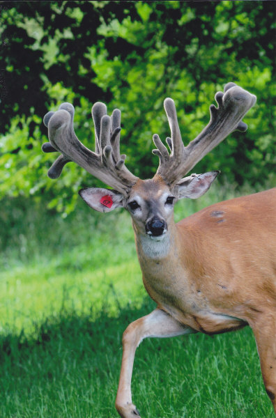 Charles "Deer Man" Black: X-Factor and Friends Watch 'Em Grow Week 7