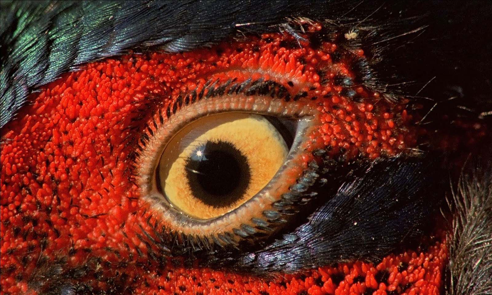 The Beautiful Film Frames: Microcosmos (1996) Blu-Ray Screenshots