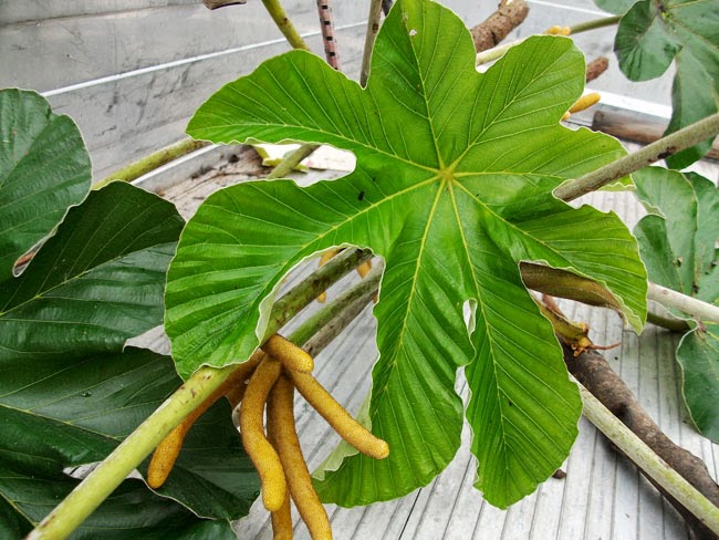 Olodumare: Hierbas de Yemonja