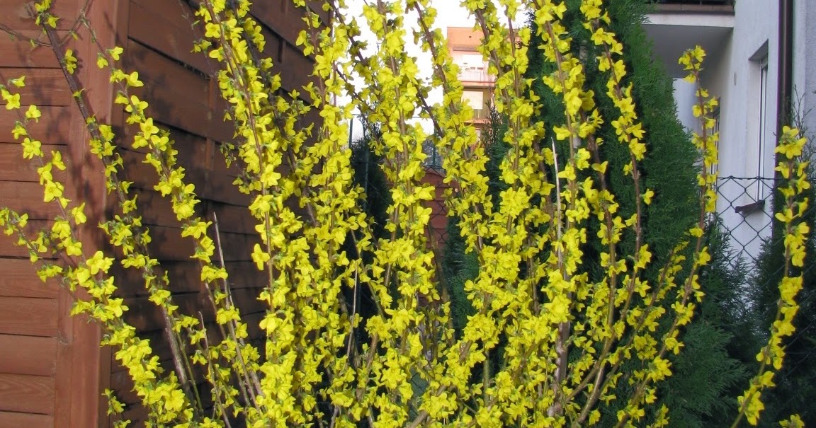 Ogródek Online: Forsycja - Forsythia