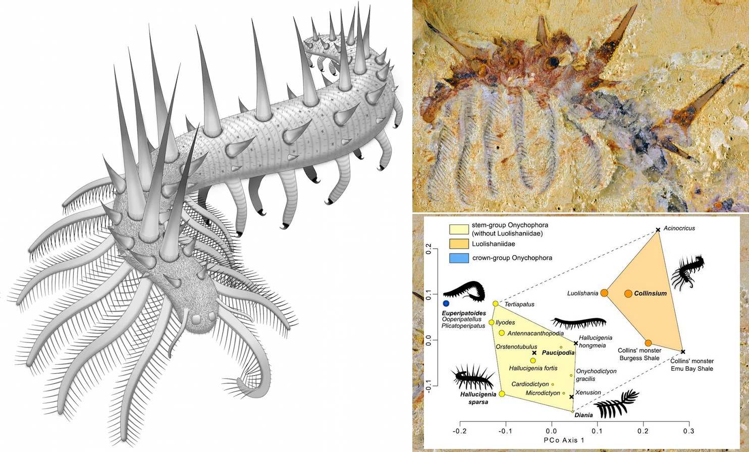 Species New to Science: [Paleontology • 2015] Collinsium ciliosum • A ...