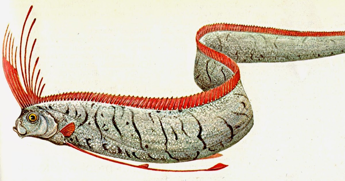 ShukerNature: OARFISH ORIGINS AND A VERY (UN?)LIKELY SEA SERPENT