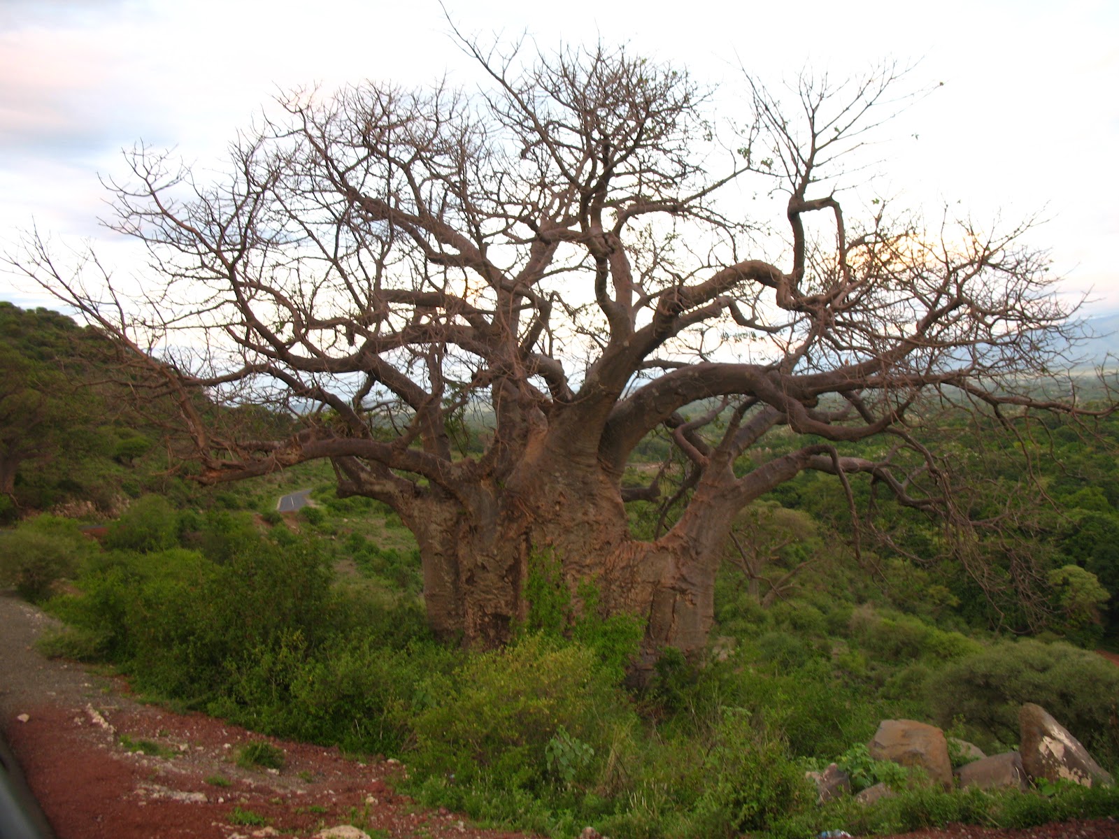 Tanzania: Tanzanian trees and plants