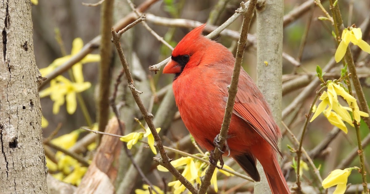 Bird & Travel Photos, Birding Sites, Bird Information: MALE NORTHERN ...