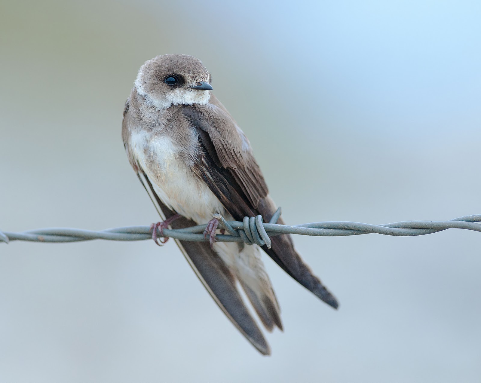 Anthony Miners Wildlife Photos: Sand Martin