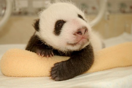 Pandita bebé - Imagui