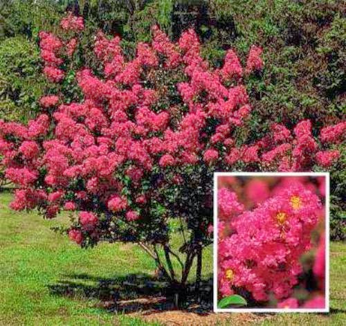 Tarım Siteniz: Oya ağacı (Lagerstromia indica)