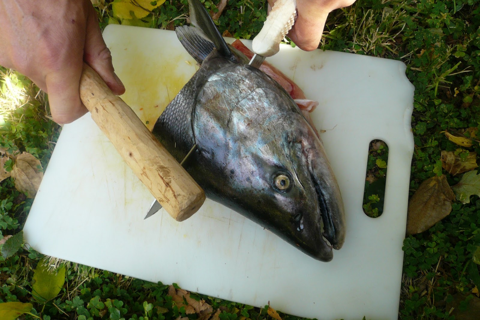 Countryman: Foraging California's Wild Side: How to Cut a Large Fish ...