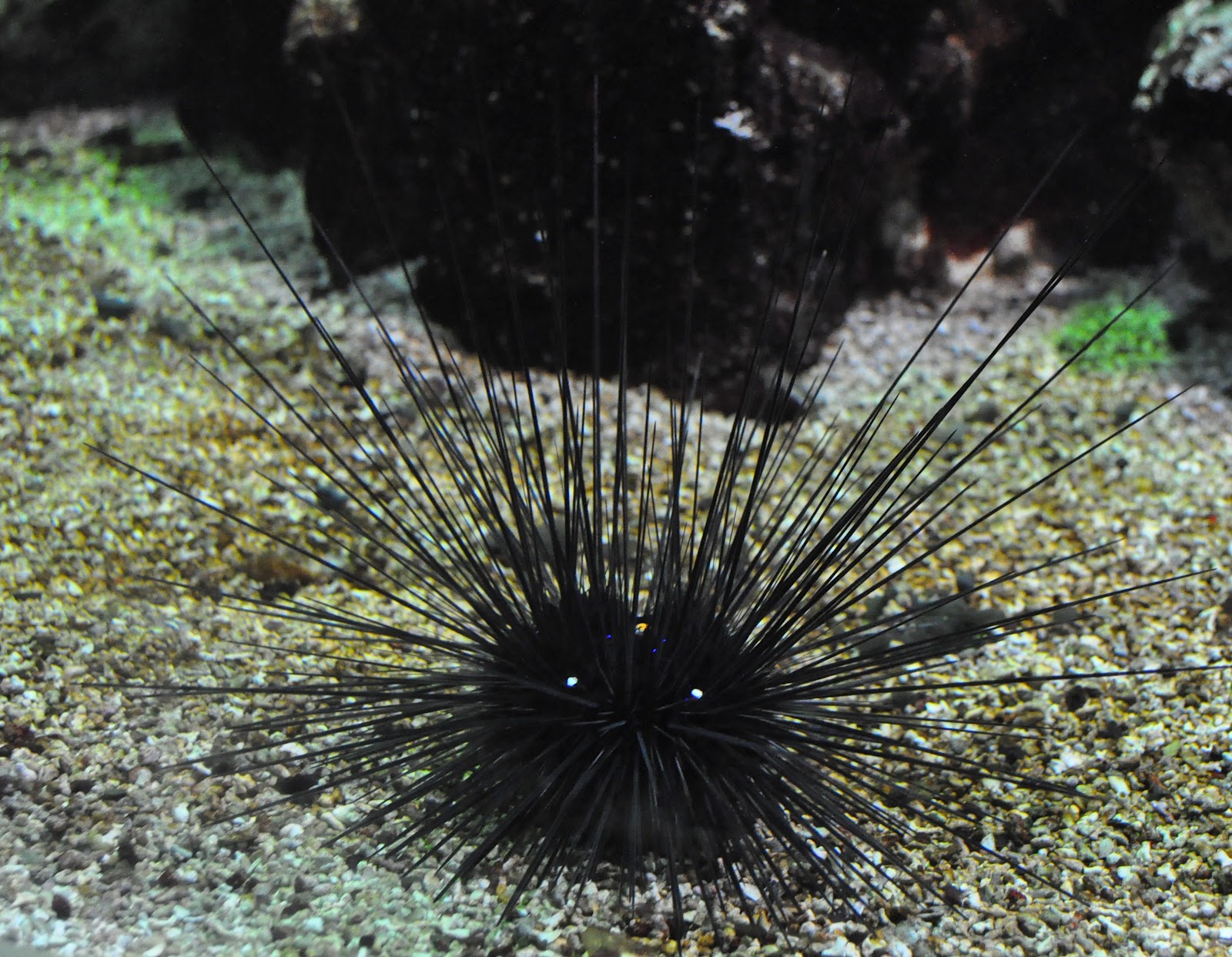 ZOOTOGRAFIANDO (MI COLECCIÓN DE FOTOS DE ANIMALES): ERIZO DE MAR ...