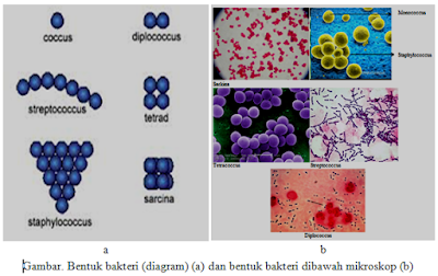 KOLONI BAKTERI - BELAJAR BIOLOGI