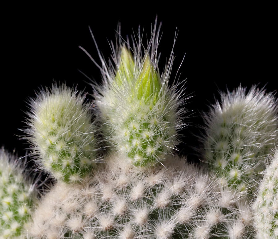 Cactus world beauty: Opuntia microdasis