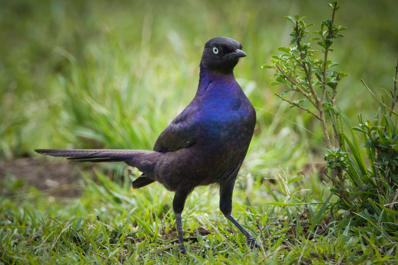 Feather Tailed Stories: African Starlings (Africa Series)