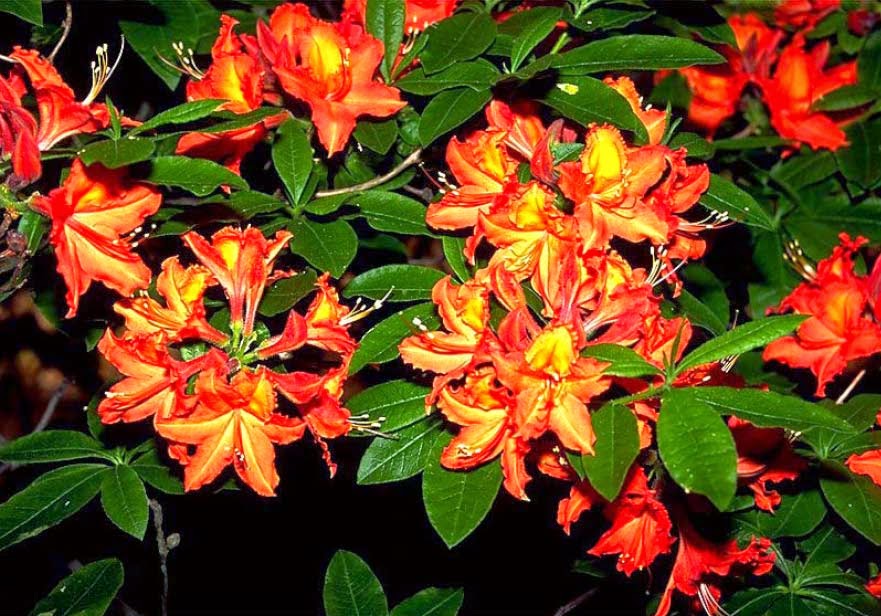 Beechwood Landscape Architecture and Construction: 'Balzac' Azalea ...