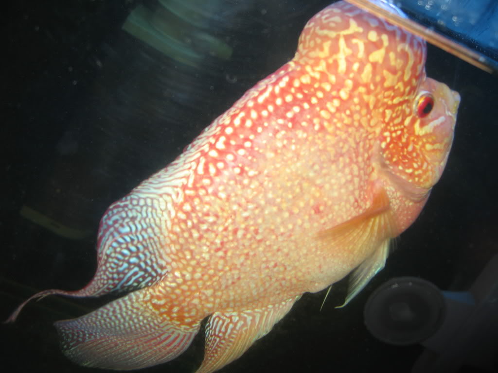 Flowerhorn The Hybrid Cichlids: Free Marking King Kamfa