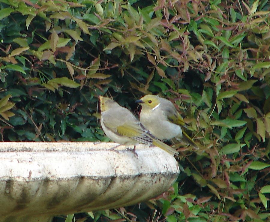 Snap Happy Birding: Eleven Bird Types