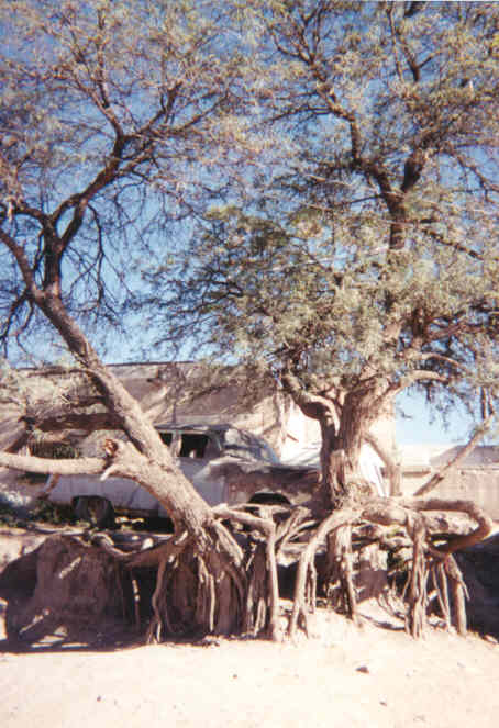 Xtremehorticulture of the Desert: Mesquite Does Not Normally Develop ...