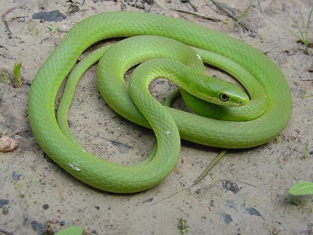 Most Amazing: Rough Green Snake