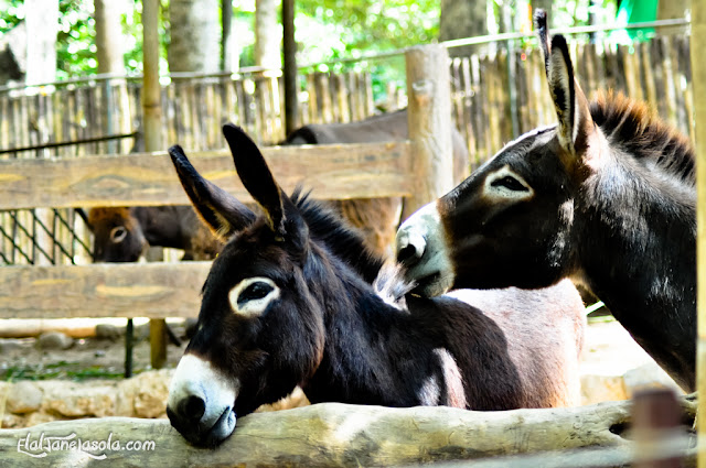 Elal Lasola Travel & Photography: Subic | Zoobic Safari