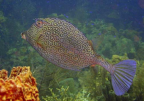 Something: Reaction-Diffusion