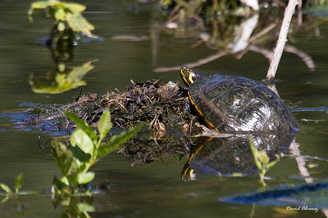 Naturaleza Cantábrica: Tortugas de Florida y Zampullines chicos