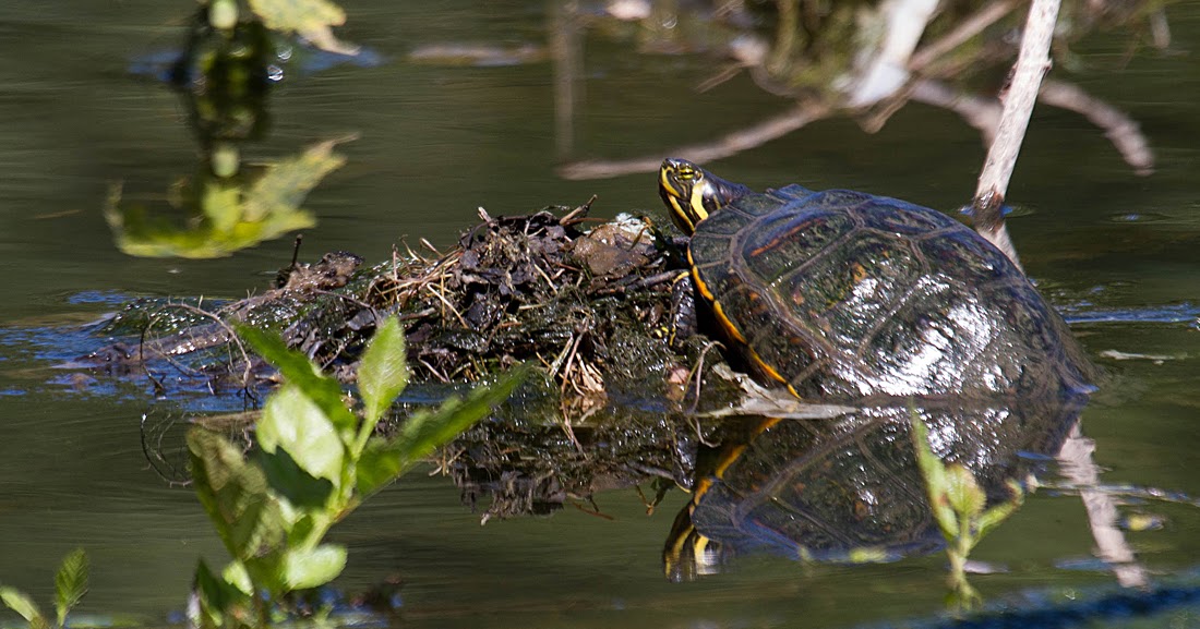 Naturaleza Cantábrica: Tortugas de Florida y Zampullines chicos