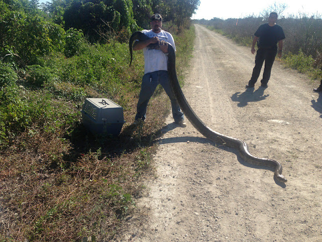Florida Python Hunters: 16'8" PYTHON!!!!