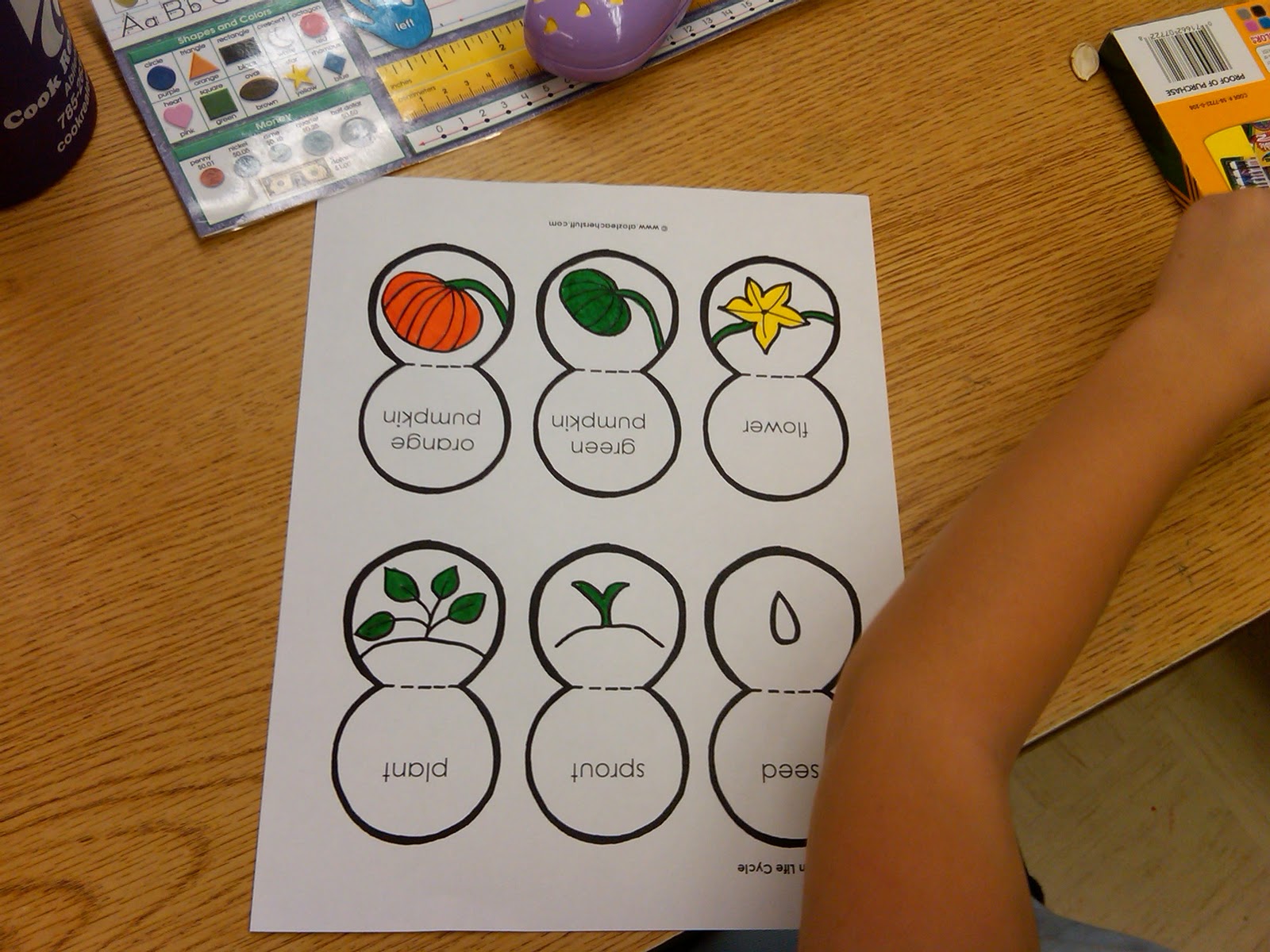 Mrs Simpson s First Grade Blog Pumpkin Life Cycle mrs-simpson-s-first-grade-blog-pumpkin-life-cycle