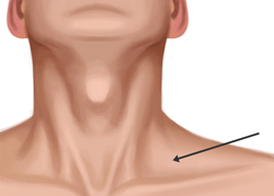 Jeff Searle: The head on the neck and shoulders