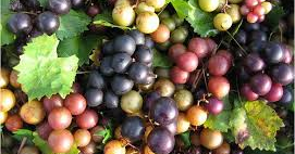 Welcome to the Pitt County Arboretum: Muscadine Grape Harvest