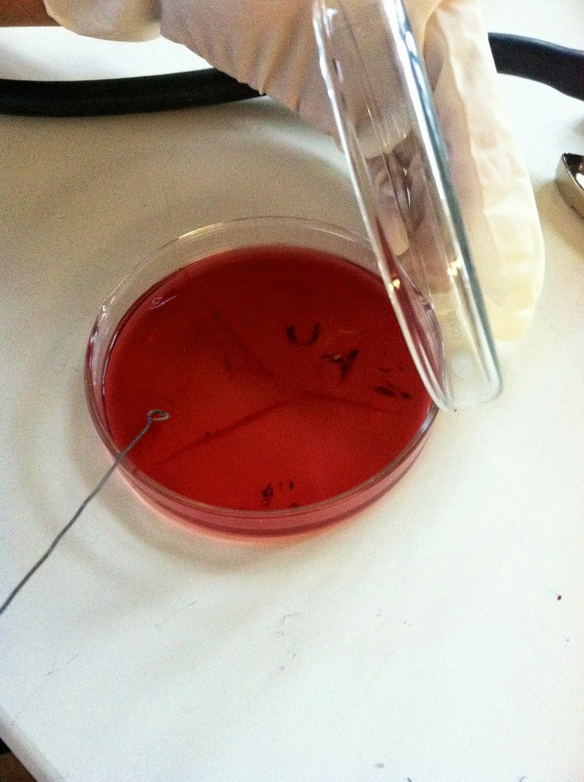 Lab Research for Mini Session Microbiology at Franciscan University ...