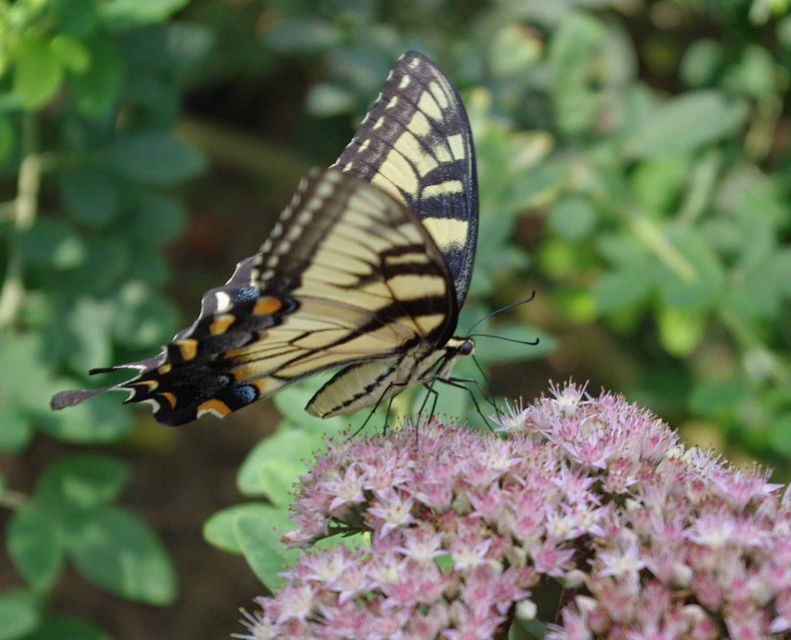 sweetbay: Camera Critters -- Eastern Tiger Swallowtail