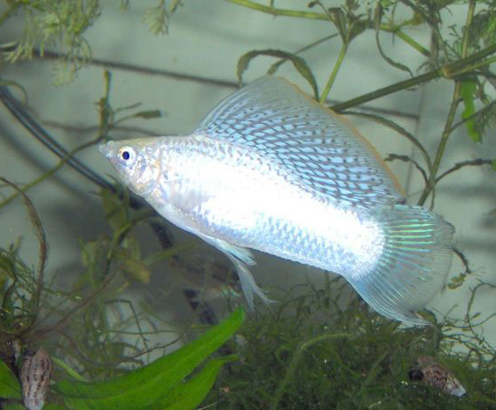 Shamudra Bilash: Sword Tail & Molly Fish