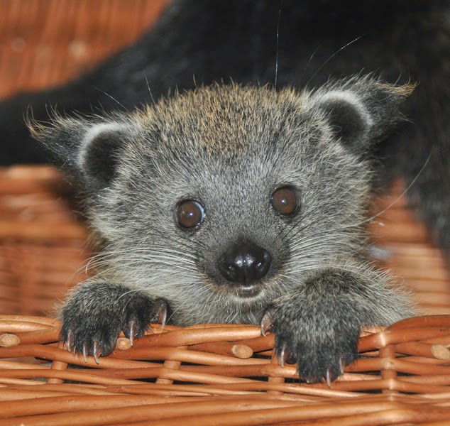 myrna ..: Binturong ...