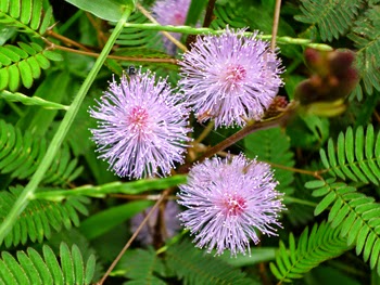 Flowers of Mimosa pudica