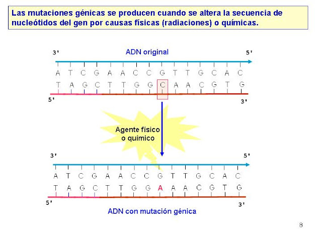 MUTACIÓN EN LA EVOLUCIÓN: Mutaciones genicas