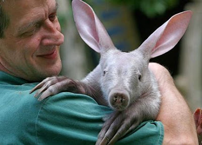 CRIATURAS Y HUMANOIDES: NACE EJEMPLAR DE CERDO HORMIGUERO EN RUSIA