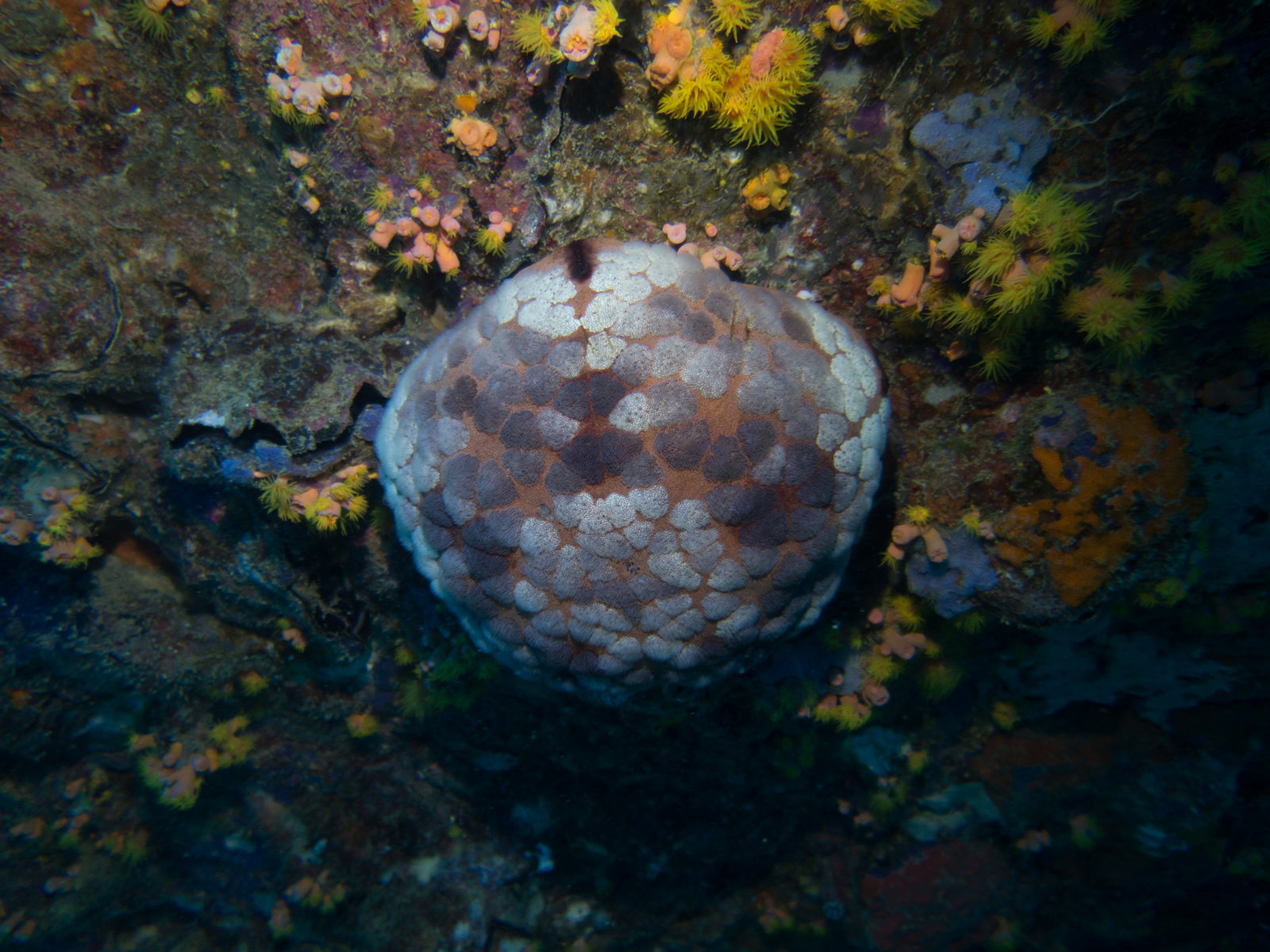 Real Monstrosities: Cushion Star