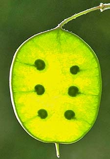 CURIOSIDADES CIENTÍFICAS : Frutos secos dehiscentes (simples)