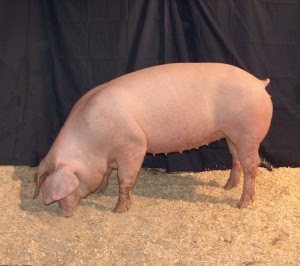 The Butcher's Info Blog: Is Local Always Better????