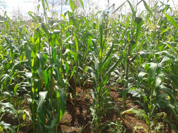 Sox-Agro: ABU RELEASES NEW MAIZE VARIETY WITH ENHANCED VIT A