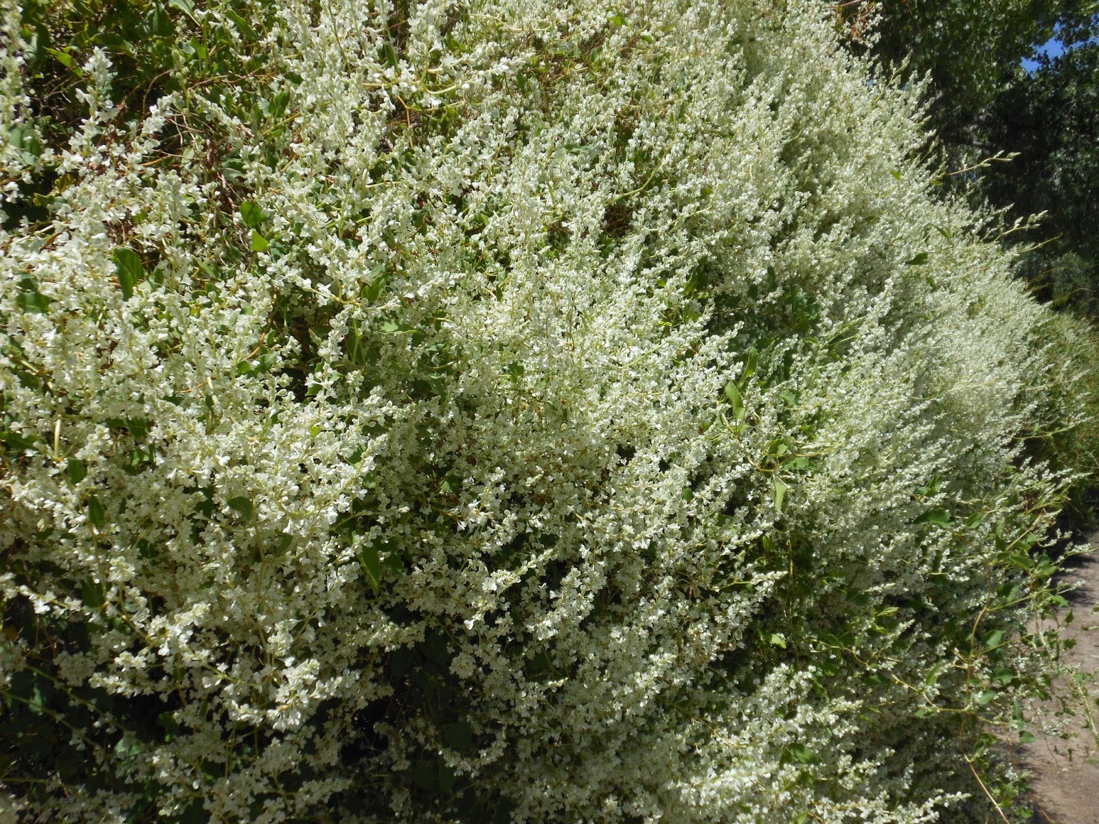 Our Silver Lace Vines Are Blooming Now!