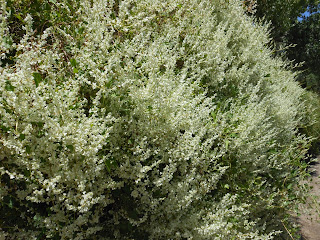 Our Silver Lace Vines Are Blooming Now!