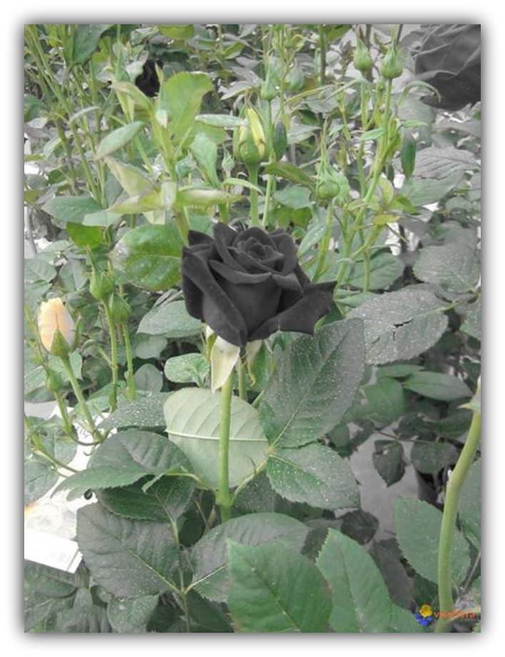 BEN TODICA: Trandafirul negru