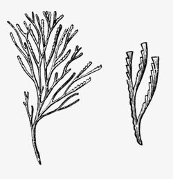 Variety of Life: Dendrograptus