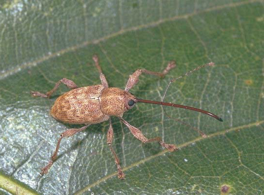 El gorgojo de las castañas - Curculio elephas