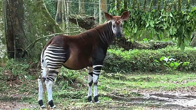 Natureza Extraordinária: Animal de hoje: Ocapi